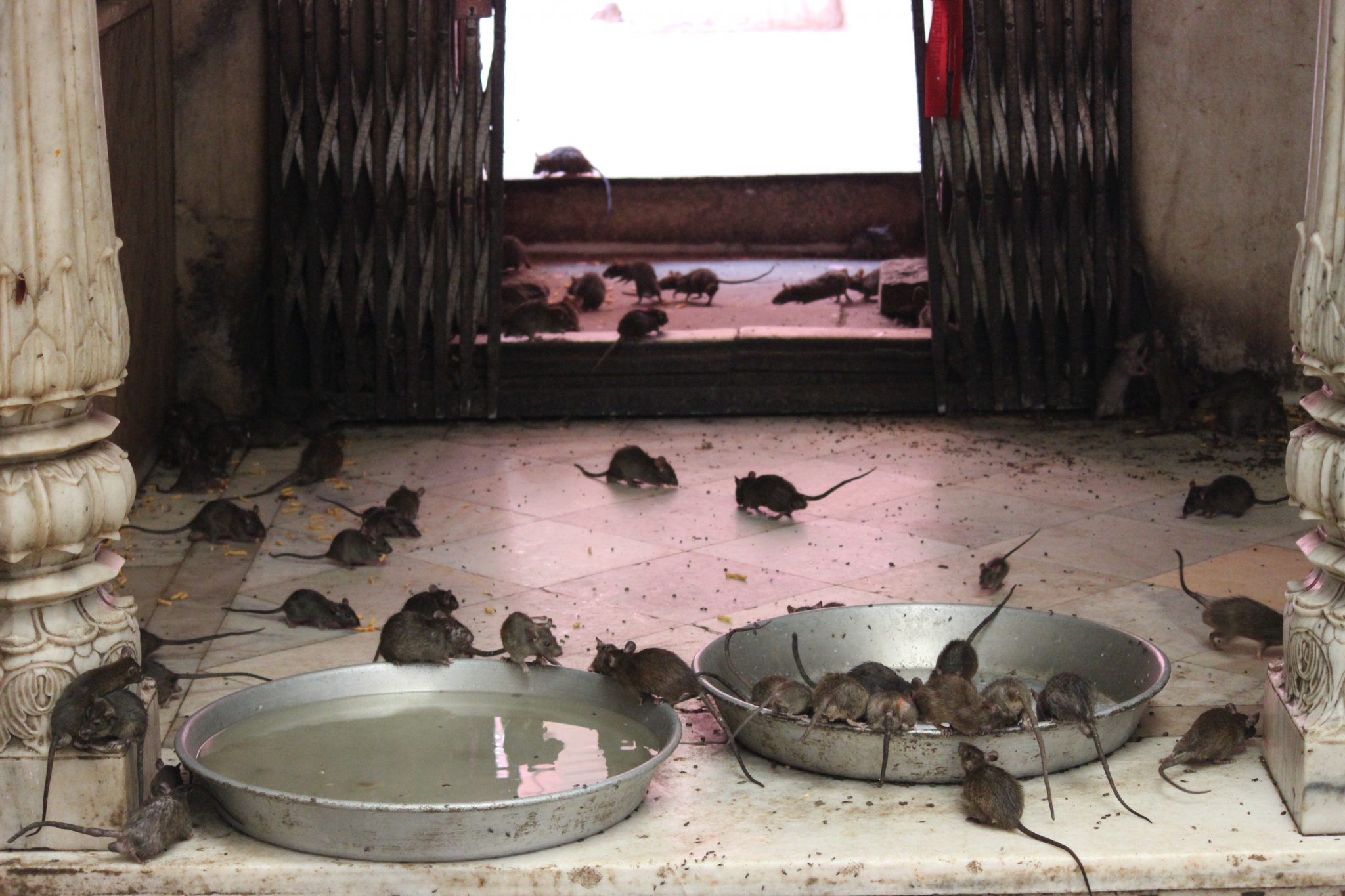 Exploring Karni Mata Rat Temple - The Travel Dude