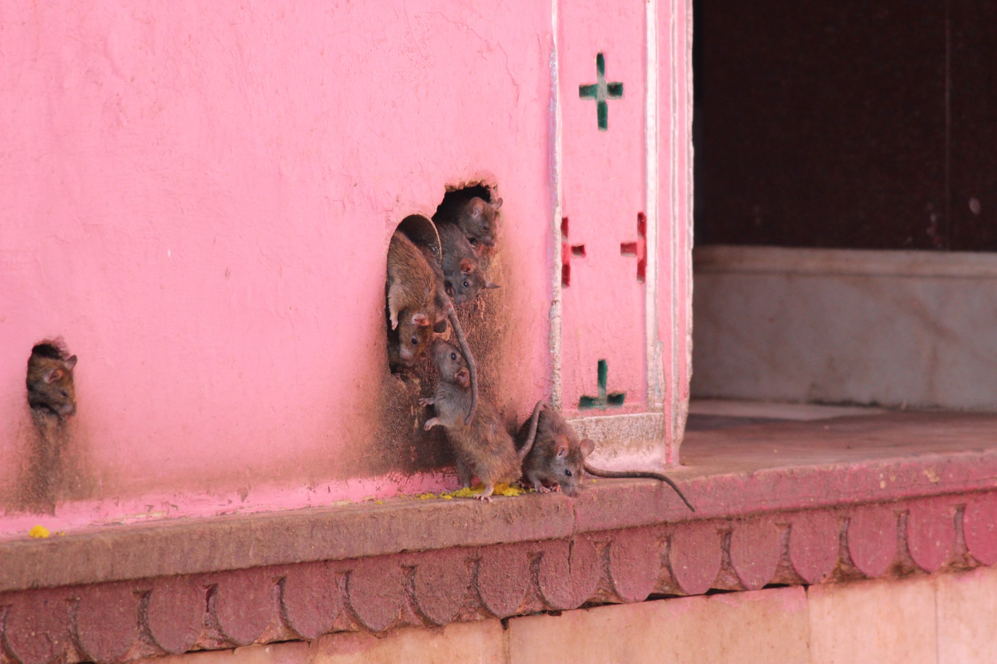 Exploring Karni Mata Rat Temple - The Travel Dude